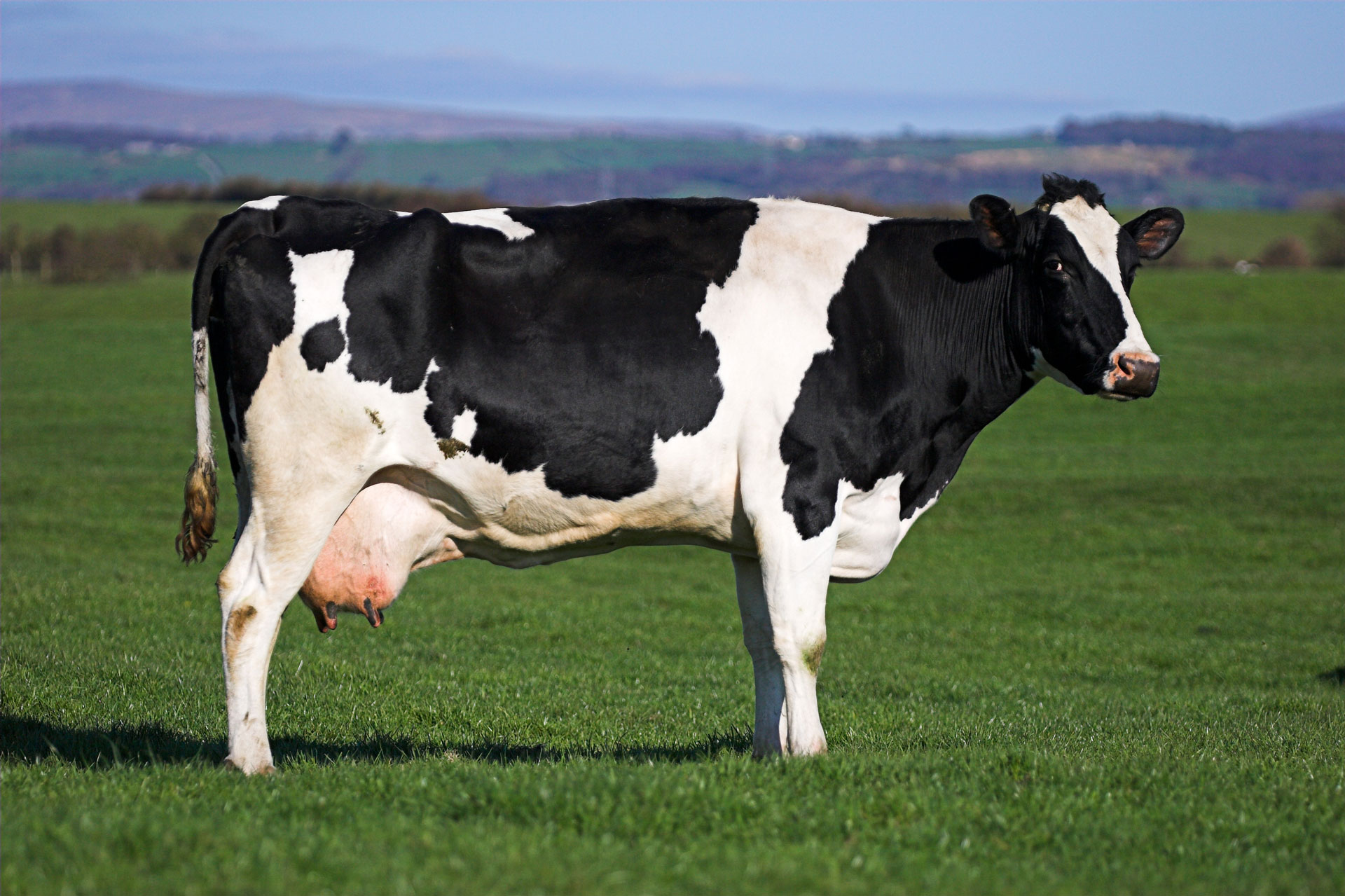 How to milc a cow - Conscia Nederland