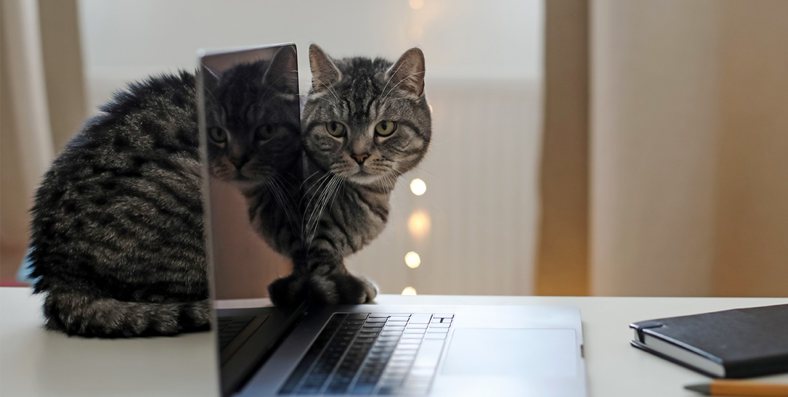 Laying foundations for the future of Cats Protection - Conscia UK